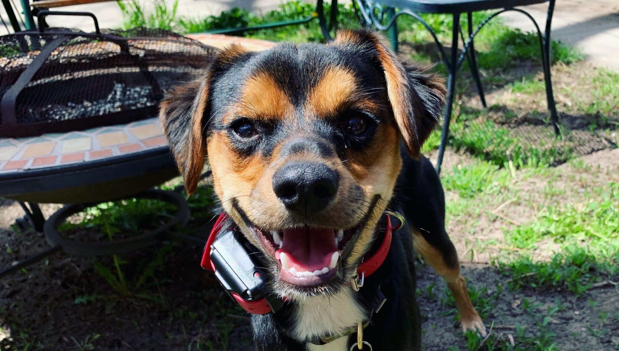 Are E-Collars Bad? | Chill Out Dog Training